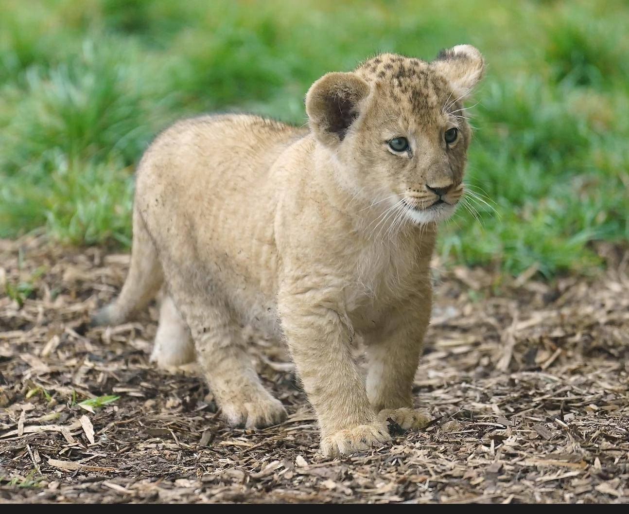 မီနူးတွင် ခြင်္သေ့ပေါက်ပွေ့ဖက်ခွင့် ထည့်သော တရုတ်စားသောက်ဆိုင် ဝေဖန်ခံရ ...